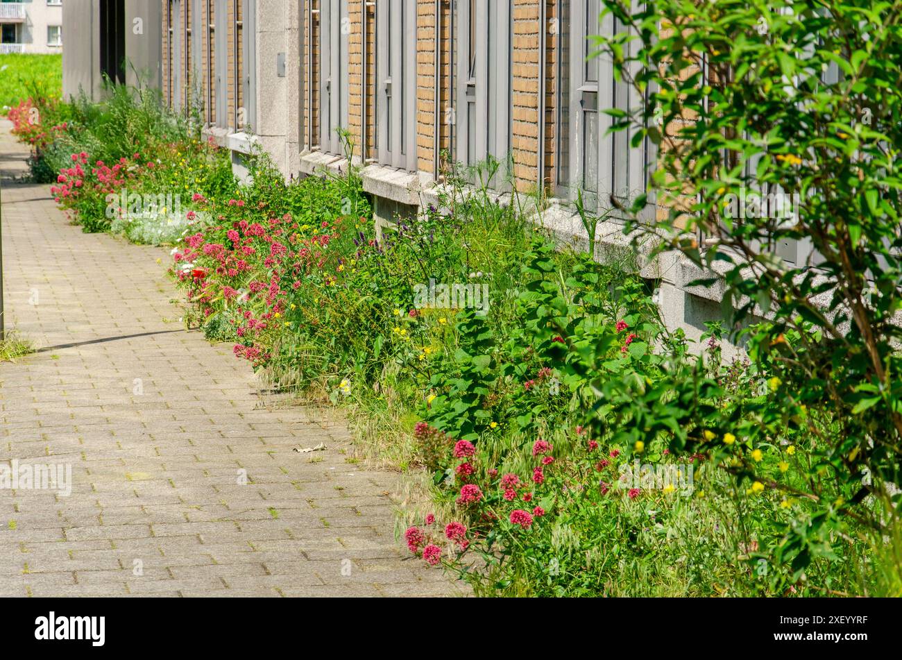 Rotterdam, The Netherlands, June 19, 2024: grasses and wildflowers ...