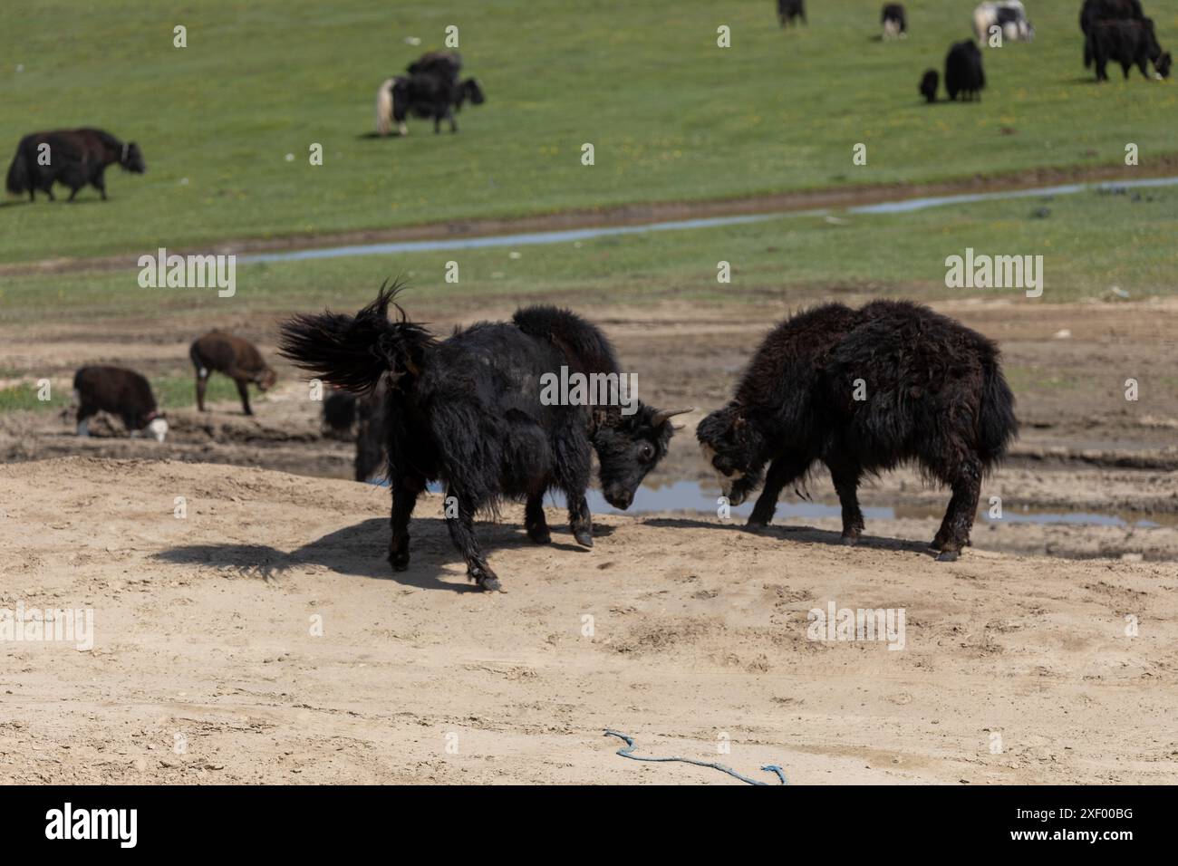 two young yak bulls measure their strength Stock Photo - Alamy