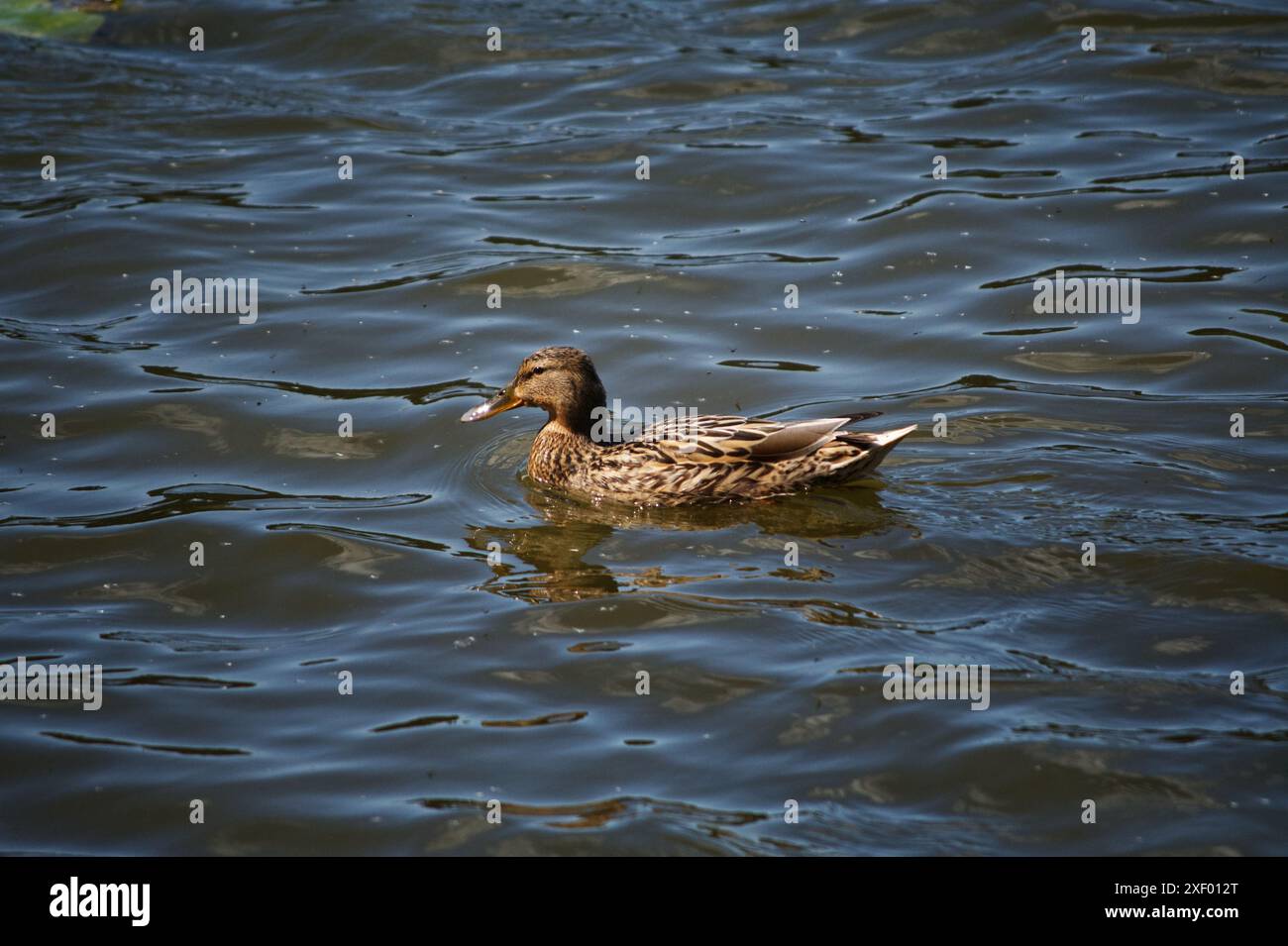 Duck looking for food in the water Stock Photo - Alamy