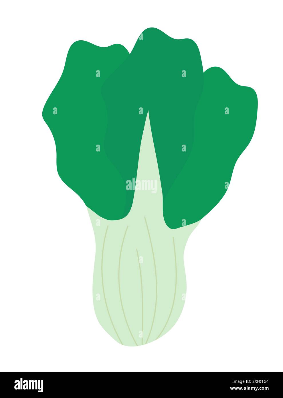 Lettuce salad element. Summer food. Vector flat illustration Stock ...