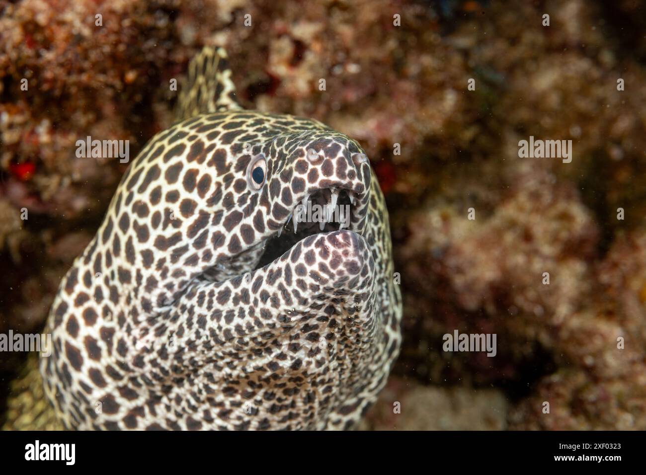 Mozambique, Inhambane, Tofo, Laced, Honeycomb Moray Eel (Gymnothorax ...