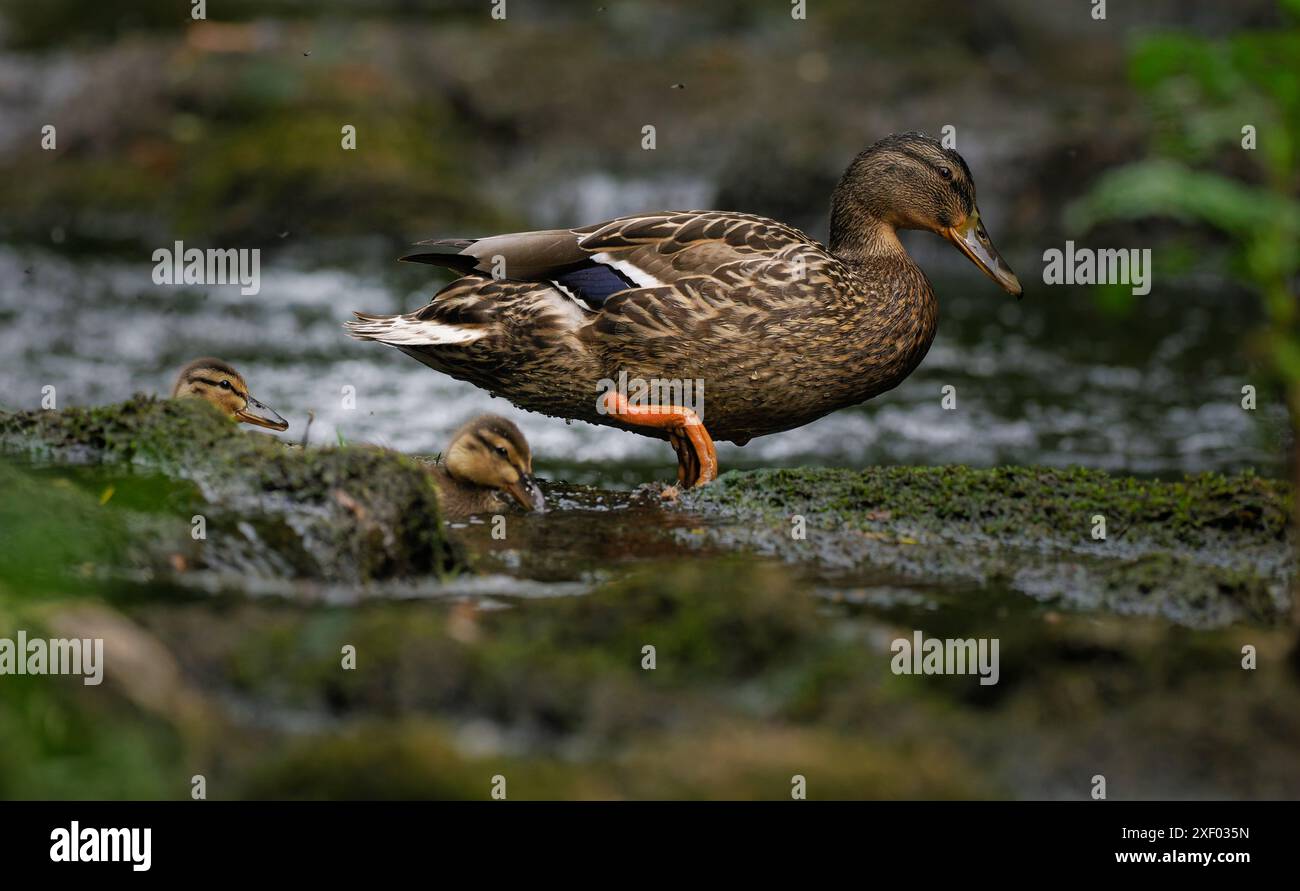 Female Mallard duck guarding young, River Teifi, Cenarth Stock Photo ...