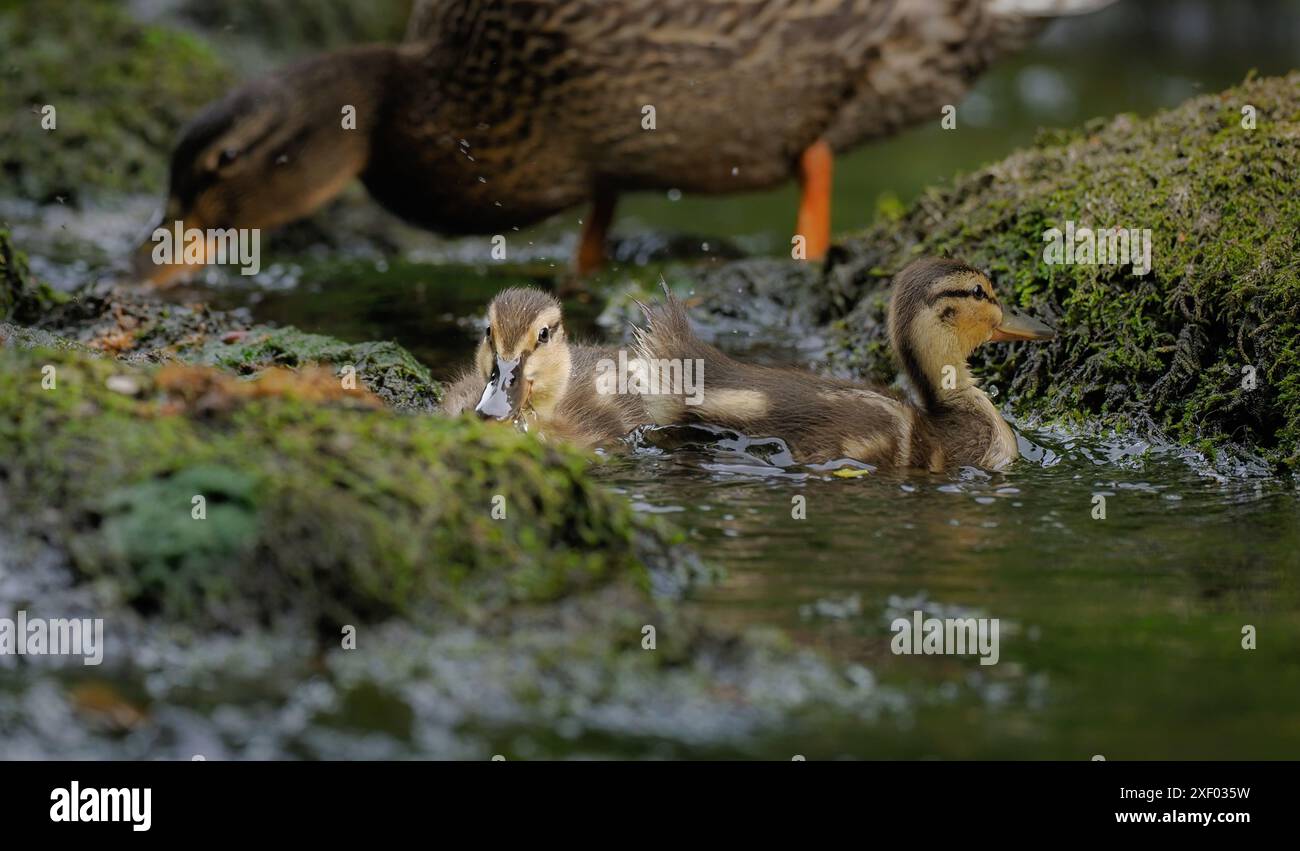 Female Mallard duck guarding young, River Teifi, Cenarth Stock Photo ...