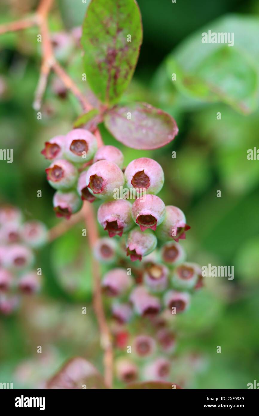 Close up photo of blueberry bush. Abstract nature background. Healthy ...
