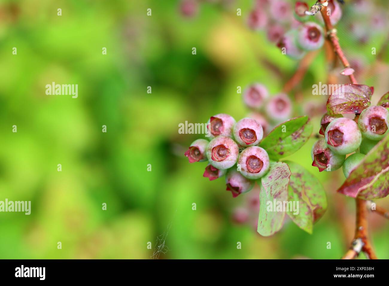 Close up photo of blueberry bush. Abstract nature background. Healthy ...