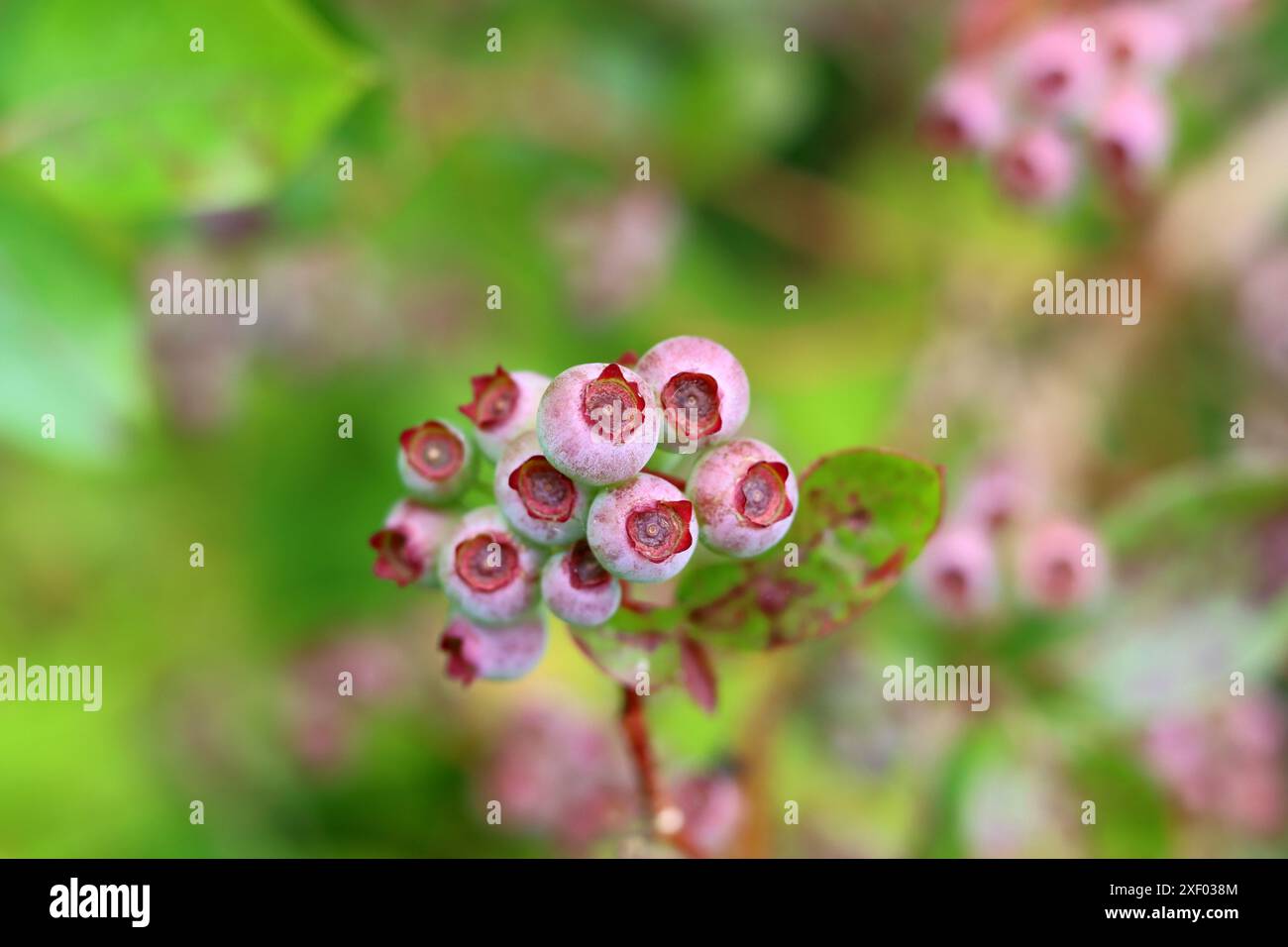 Close up photo of blueberry bush. Abstract nature background. Healthy ...
