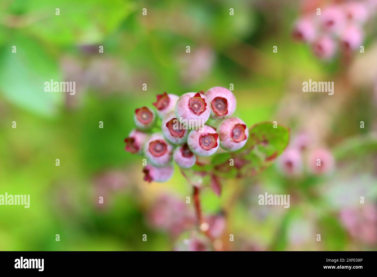 Close up photo of blueberry bush. Abstract nature background. Healthy ...