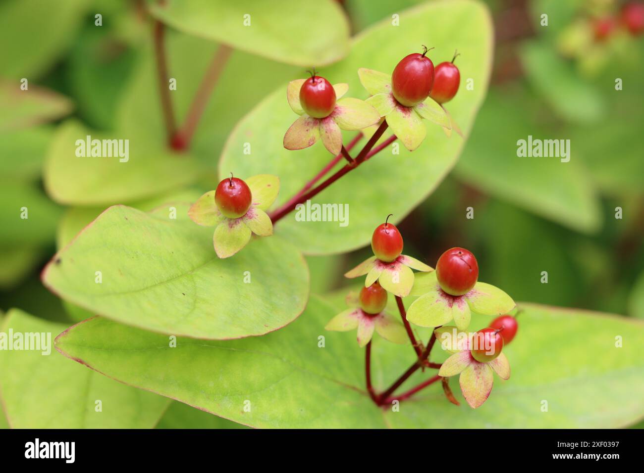 Red berries of St. John's wort (Hypericum perforatum) close up photo ...