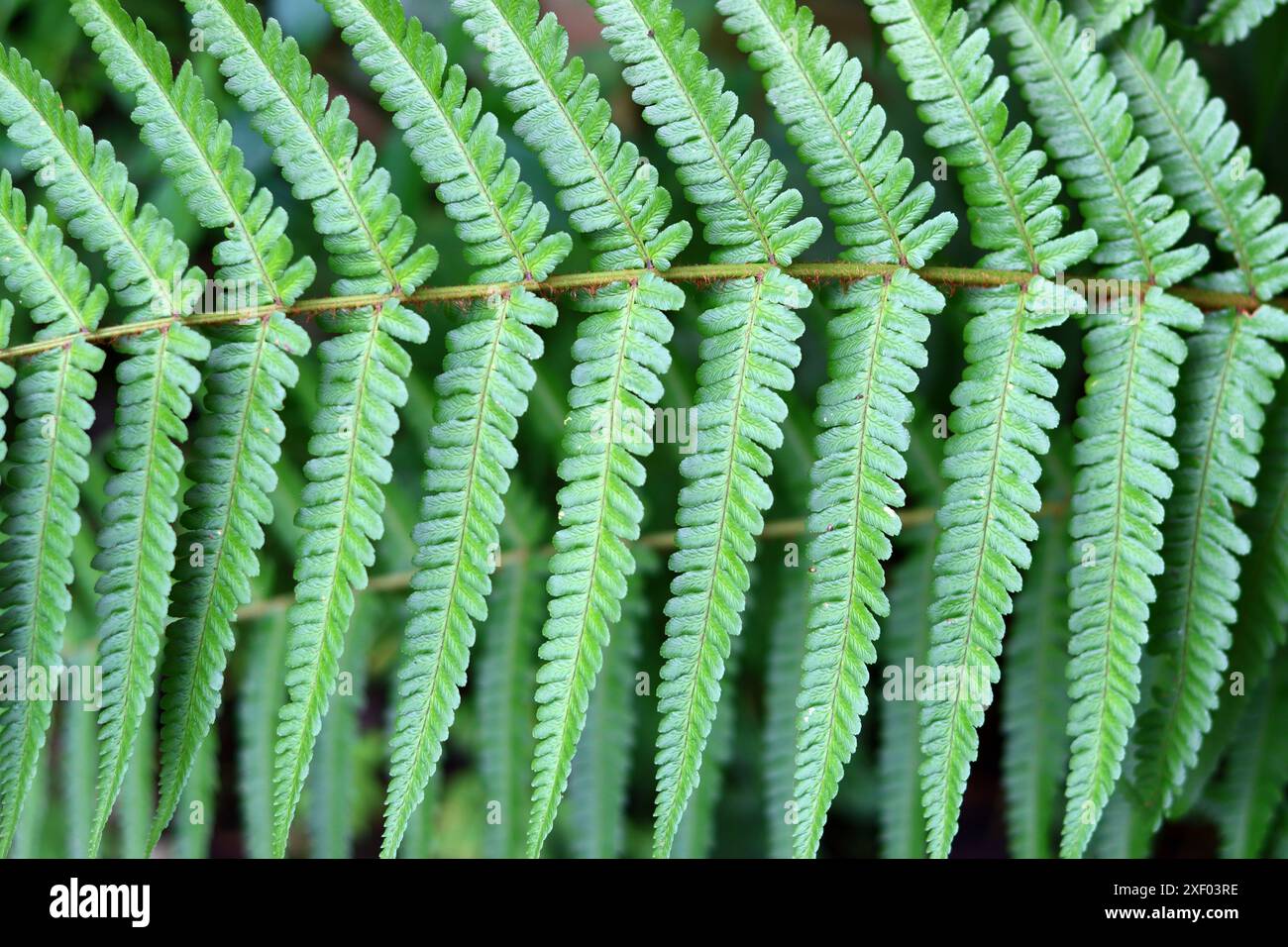 Dense forest fern bush hi-res stock photography and images - Alamy