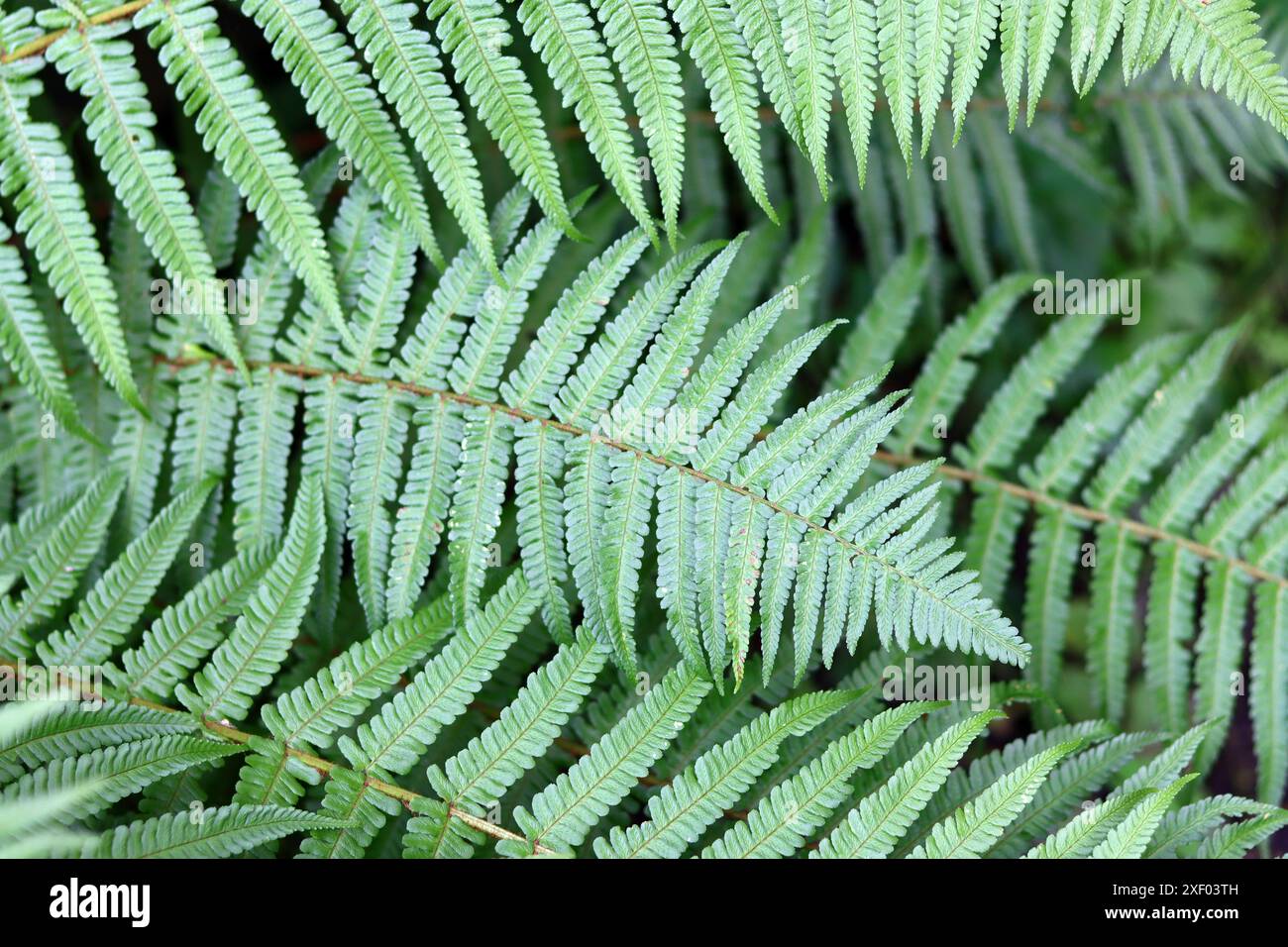 Dense forest fern bush hi-res stock photography and images - Alamy
