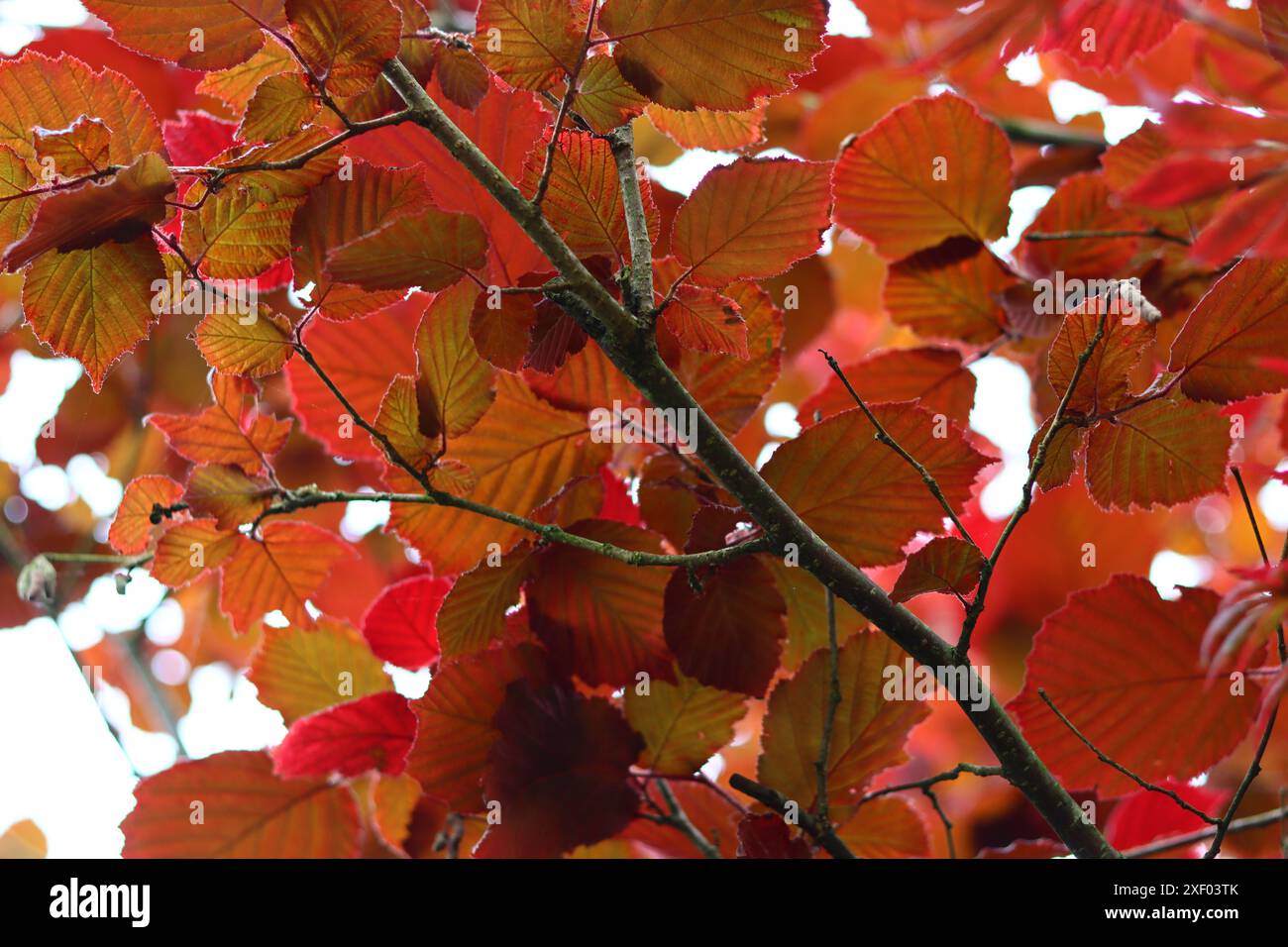Autumnal red leaves on Hazel tree, close-up. Beautiful red leaves ...