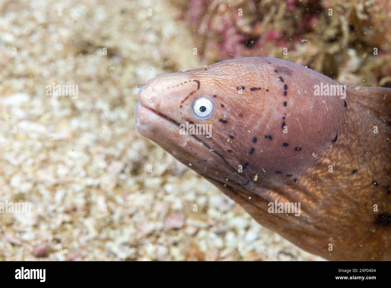 Mozambique, Inhambane, Tofo, Geometric Moray Eel (Siderea grisea ...