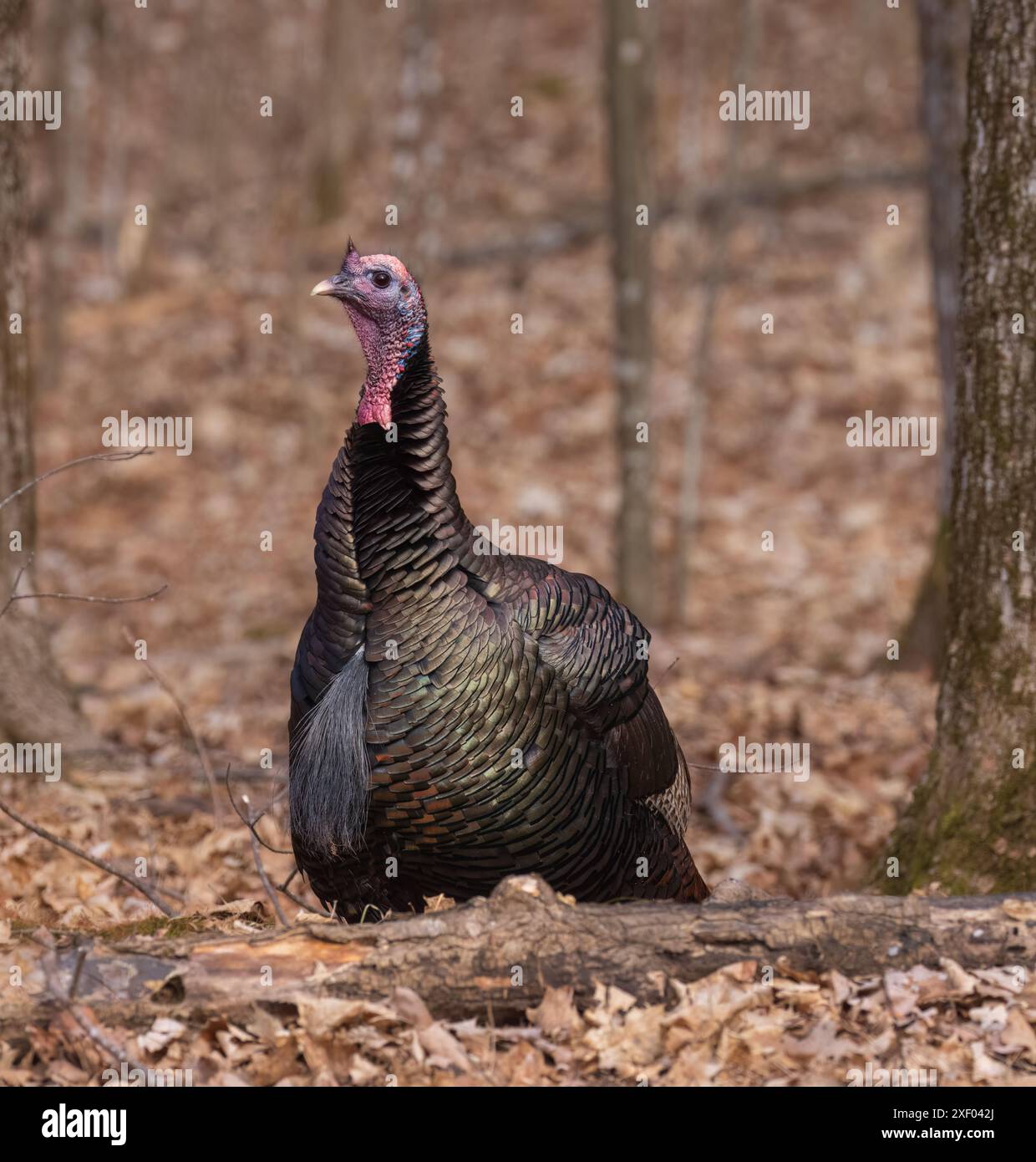 Adult tom turkey hi-res stock photography and images - Alamy