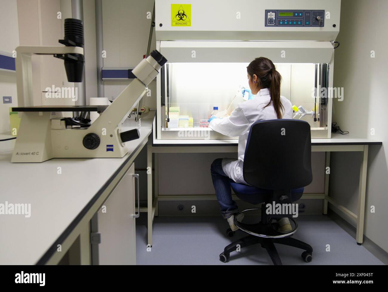 Cell culture room, Researcher handling cell cultures in a laminar flow ...