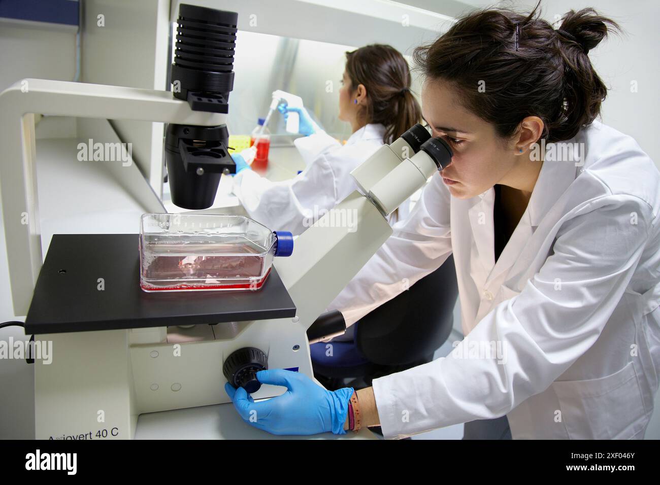 Cell Culture Room, Observation of cell cultures in the inverted ...