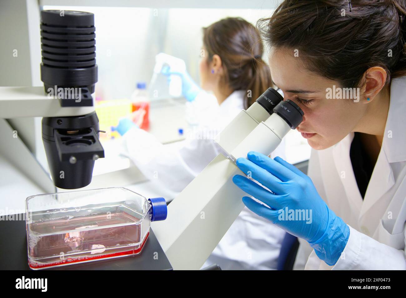 Cell Culture Room, Observation of cell cultures in the inverted ...