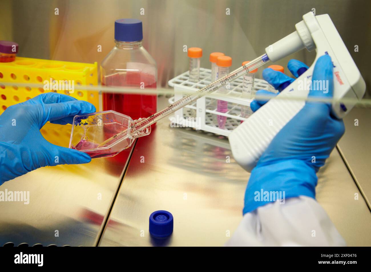 Cell culture room, Researcher handling cell cultures in a laminar flow ...