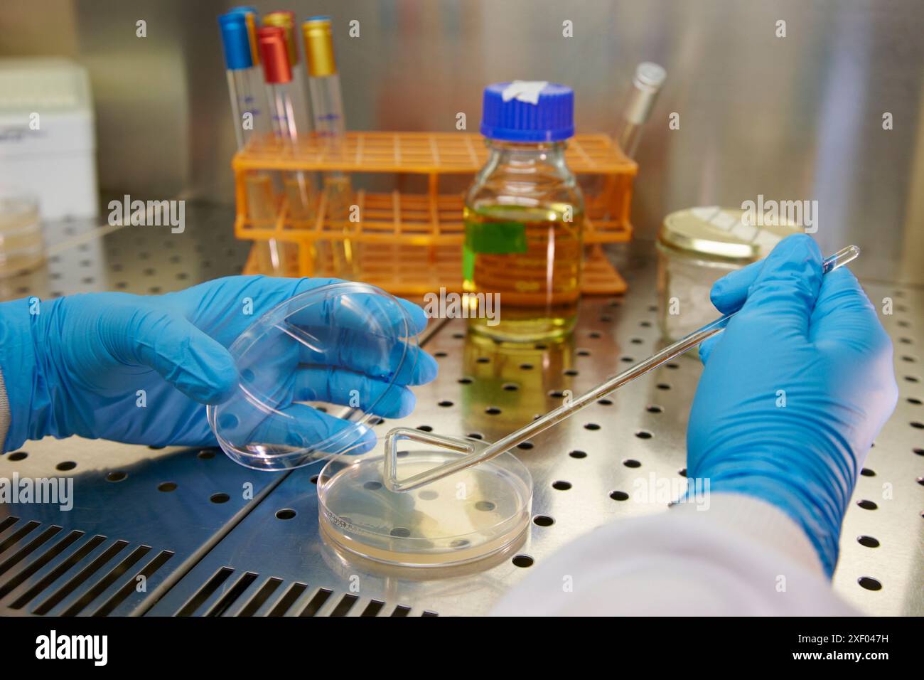 Cleanroom Microbiology Routine activities in laminar flow cabinet for ...