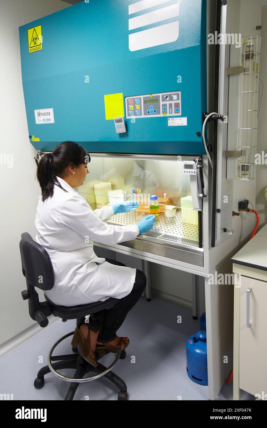 Cleanroom Microbiology Routine activities in laminar flow cabinet for ...