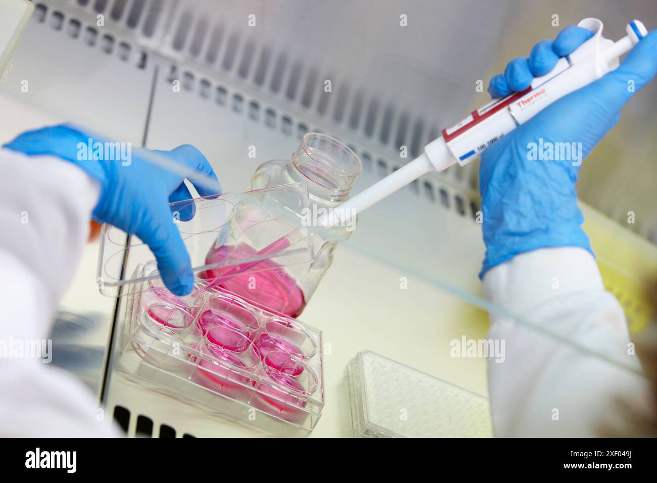 Growth cell line, study of the growth curve of cell line in 6-well ...