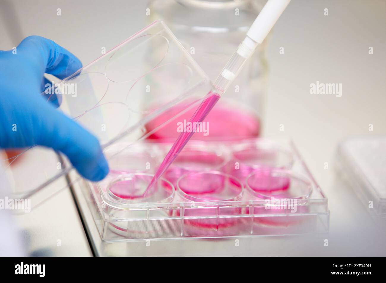 Growth cell line, study of the growth curve of cell line in 6-well ...