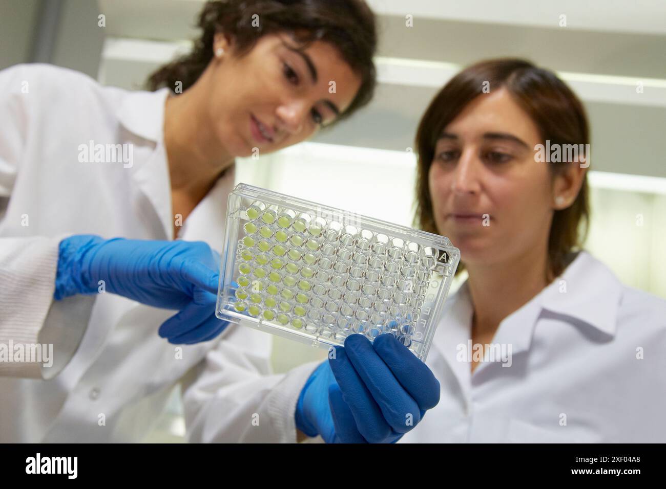 Cytotoxicity studies Multiwell plate observation of the evaluation of ...