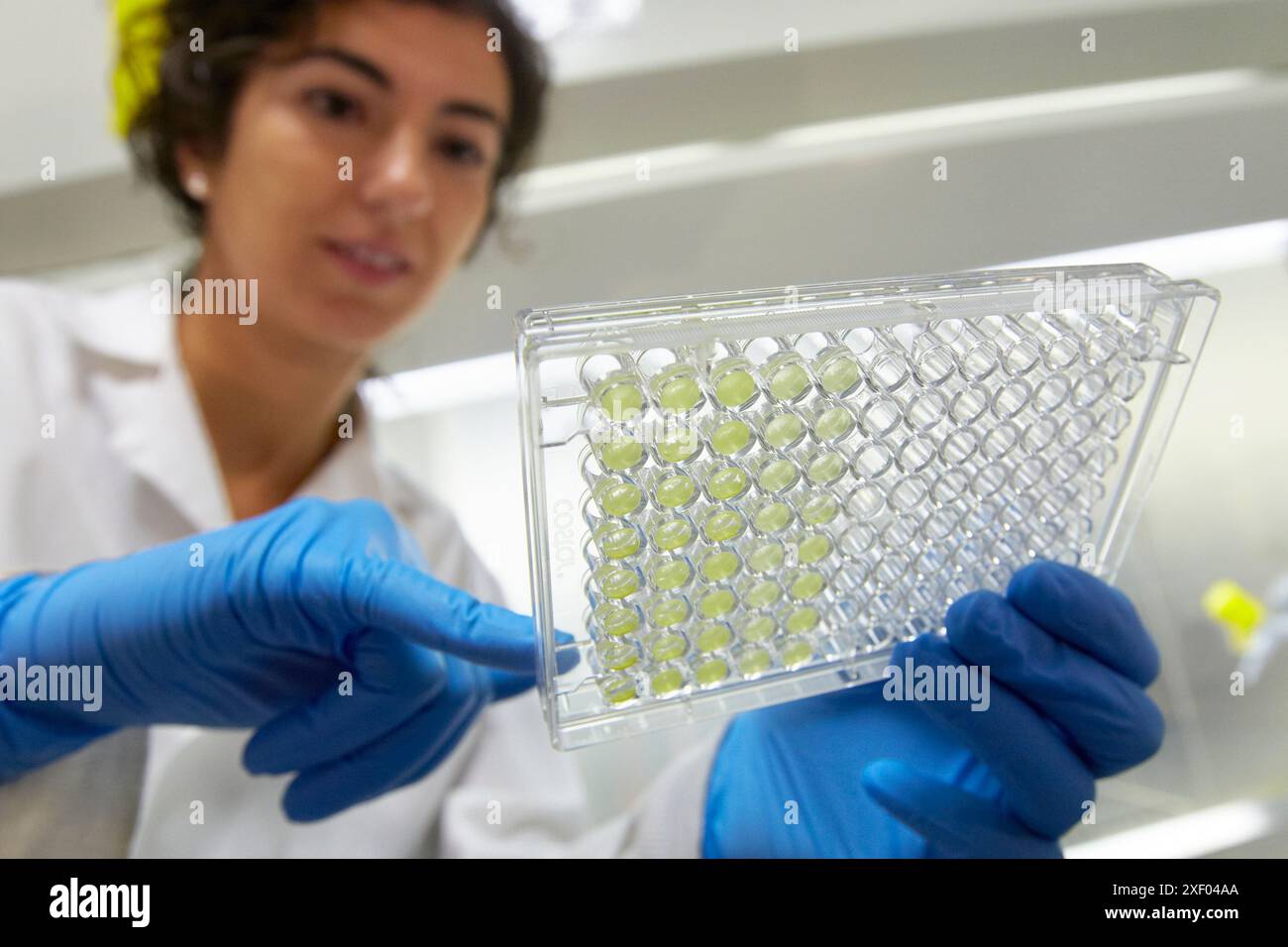 Cytotoxicity studies Multiwell plate observation of the evaluation of ...