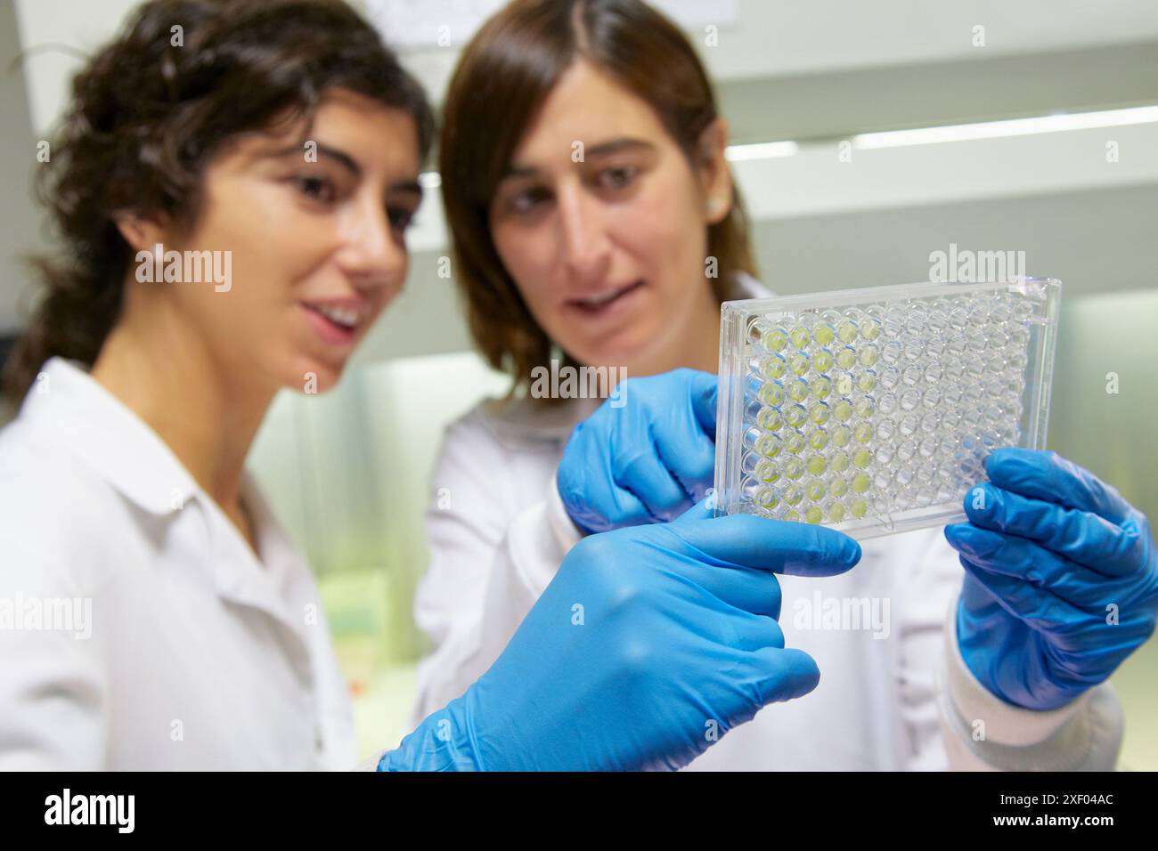 Cytotoxicity studies Multiwell plate observation of the evaluation of ...