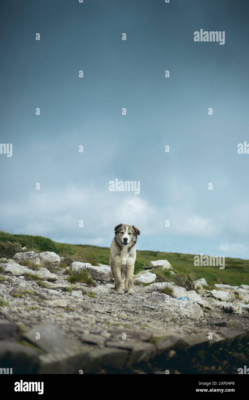 Cute white and grey dog standing on the rocks looking at the camera ...