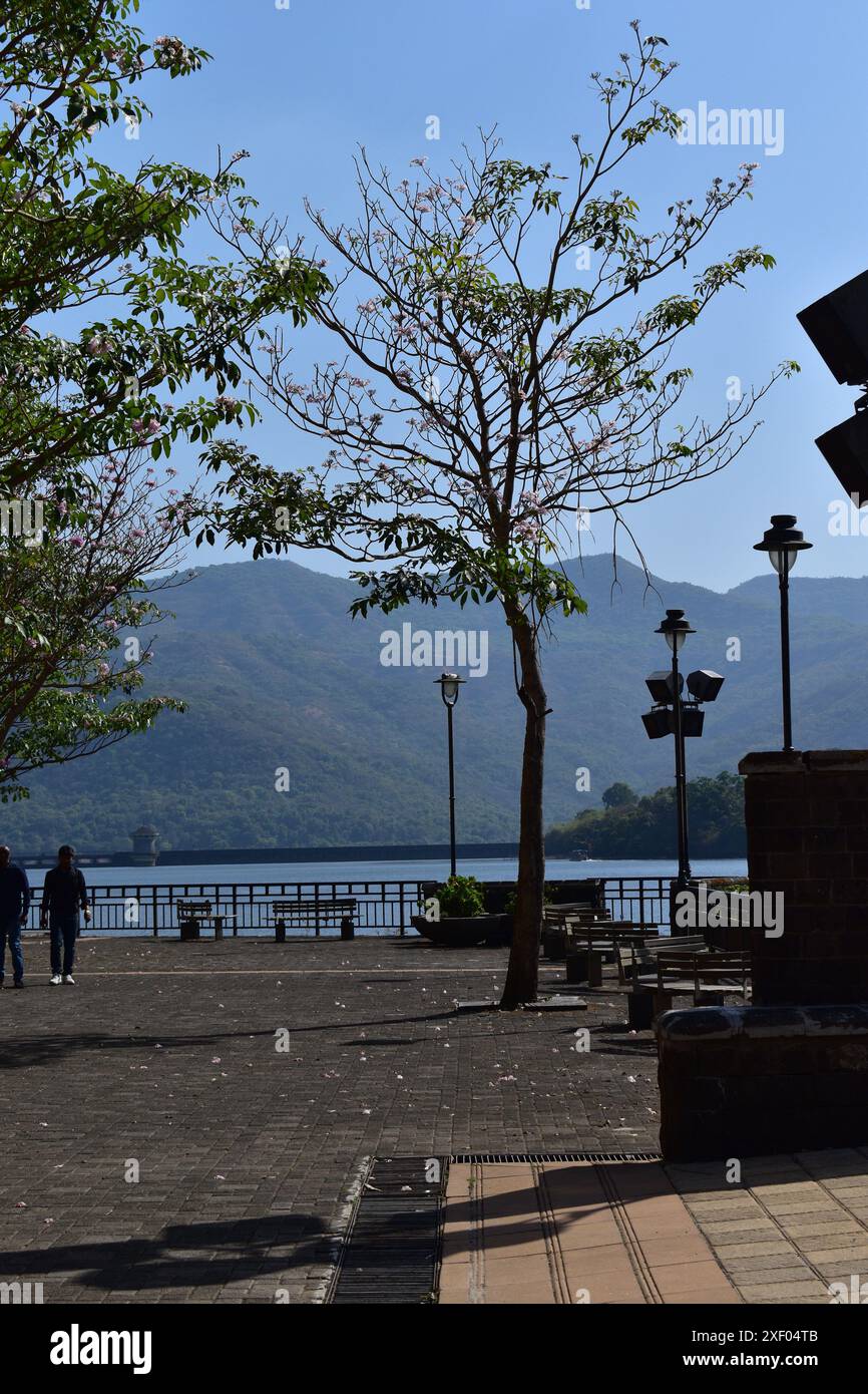 A scenic view of a tree in lavasa a planned city based on the Italian ...