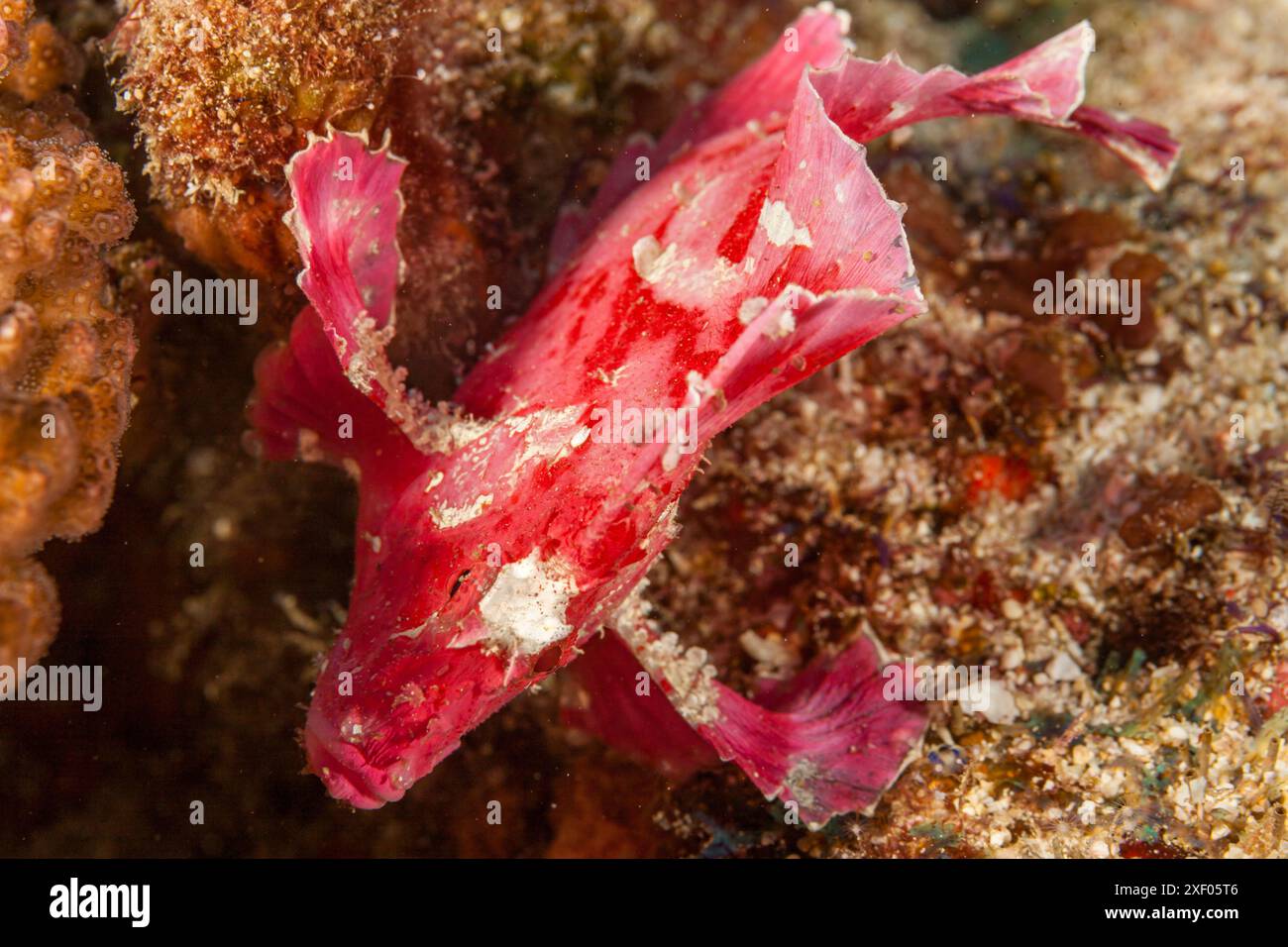 Mozambique, Inhambane, Tofo, Leaf Fish, Leaf Scorpionfish, Paperfish ...