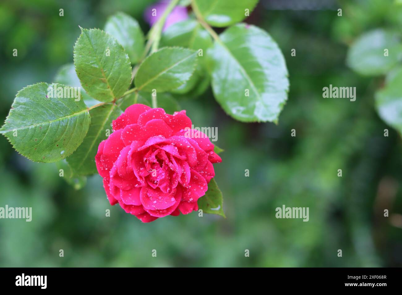 Labrador Retriever in the garden. Dog eating grass. Summer day outdoors ...