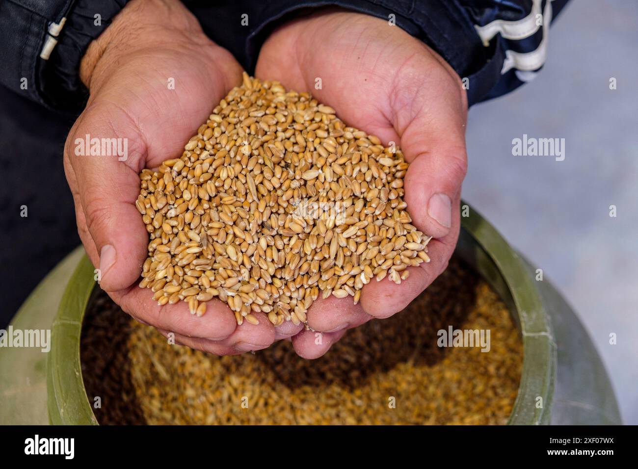grass seeds in the hands, Santi Tur farmer, Formentera, Pitiusas ...