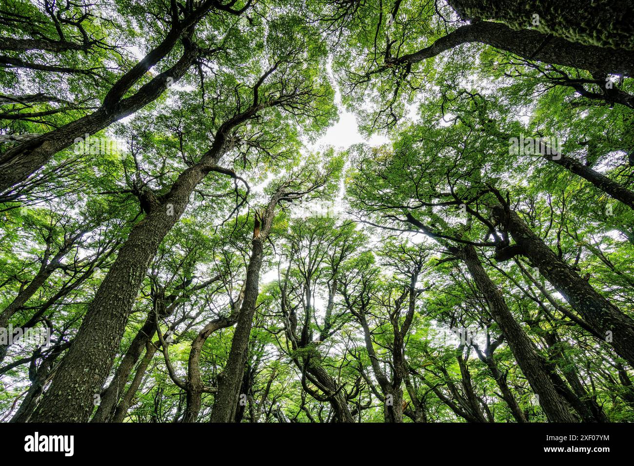 southern beech forest, -Lenga-, Nothofagus pumilio, El Chalten, Los ...