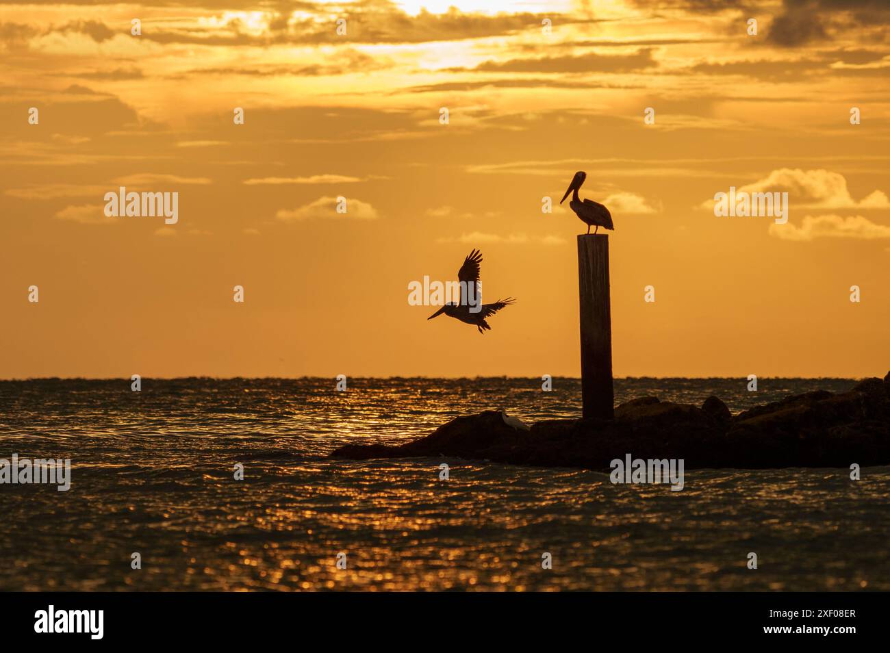 Pelican sunrise florida hi-res stock photography and images - Alamy