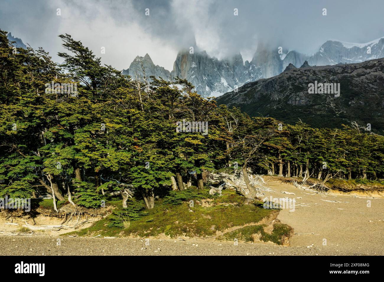 southern beech forest, -Lenga-, Nothofagus pumilio, El Chalten, Los ...
