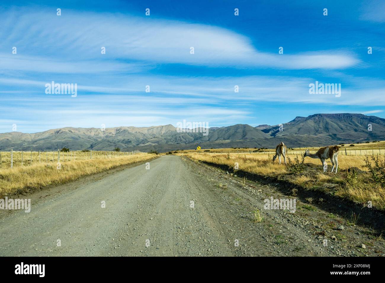 guanacos next to a gravel track, Lama guanicoe, el Calafate, Patagonia ...
