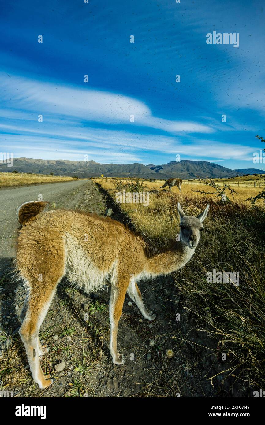 guanacos next to a gravel track, Lama guanicoe, el Calafate, Patagonia ...