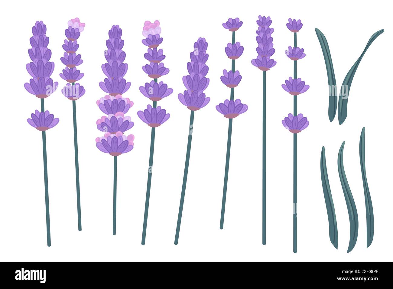 lavender flower set in a simple cartoon design vector illustration ...