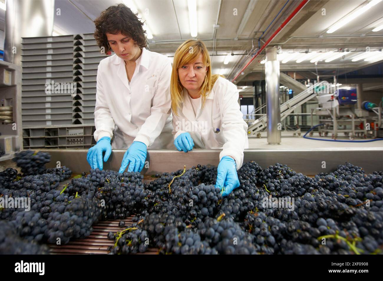 TECNALIA Researchers performing quality control in table grape ...