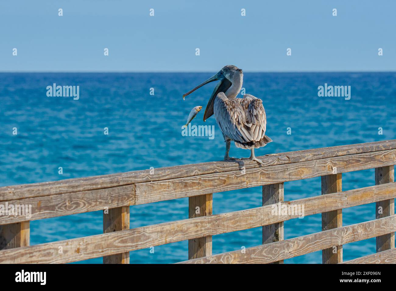 Pelican perched on the pier railing eating a fish Stock Photo - Alamy