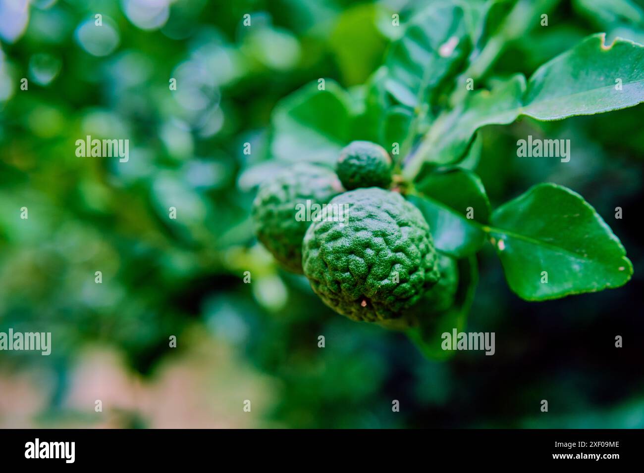 Cumbava hi-res stock photography and images - Alamy