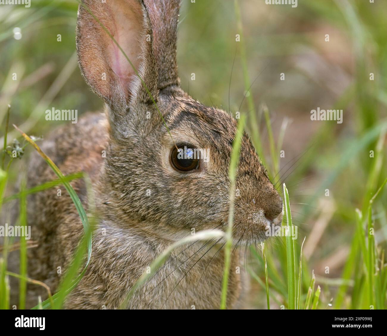 Desert Cottontail (Sylvilagus audubonii), Sacramento County California ...
