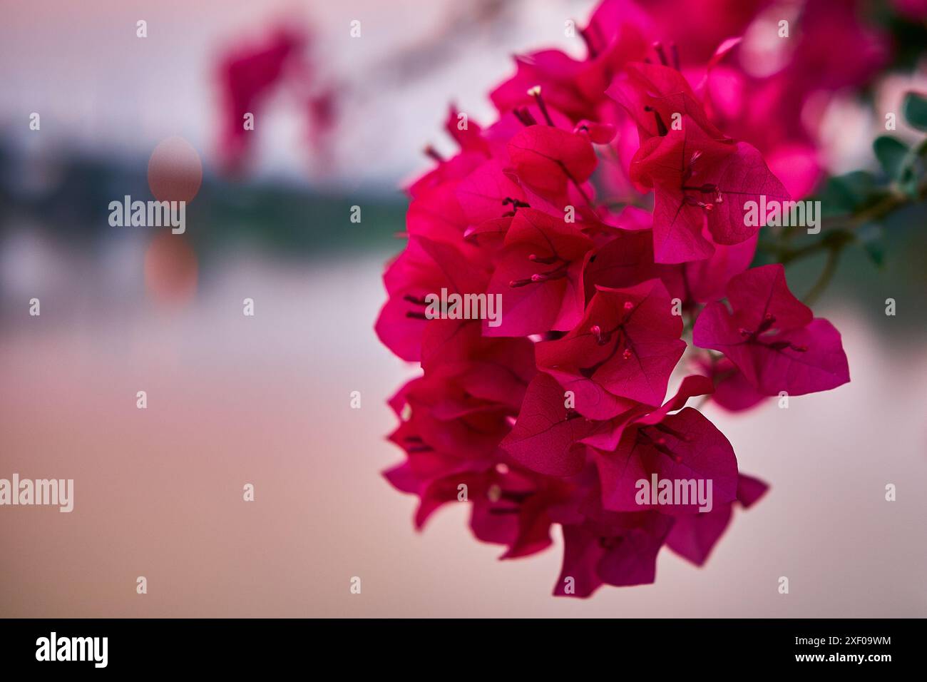 Bougainvillea bonsai hi-res stock photography and images - Alamy