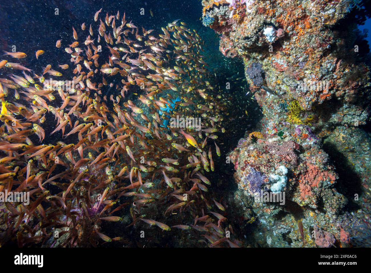 Indian glassfish hi-res stock photography and images - Alamy