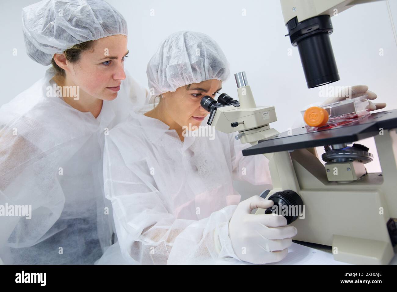 Researchers looking through an inverted microscope how a cell line ...