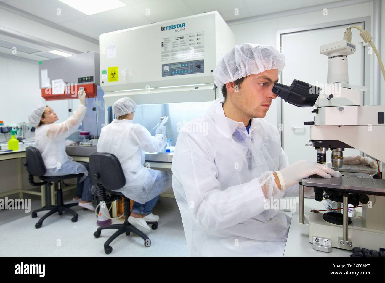 Researchers working in the cell culture room and observing the ...