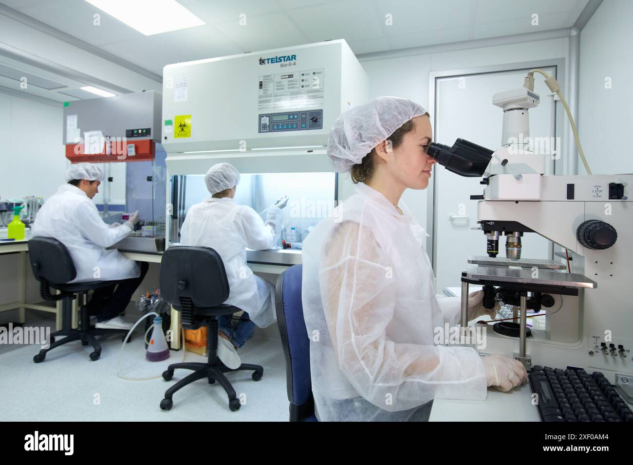 Researchers working in the cell culture room and observing the ...