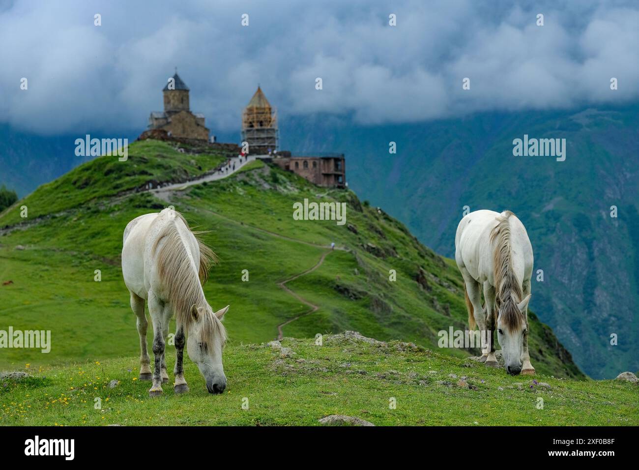 Stepantsminda, Georgia - June 30, 2024: Horses grazing next to the ...