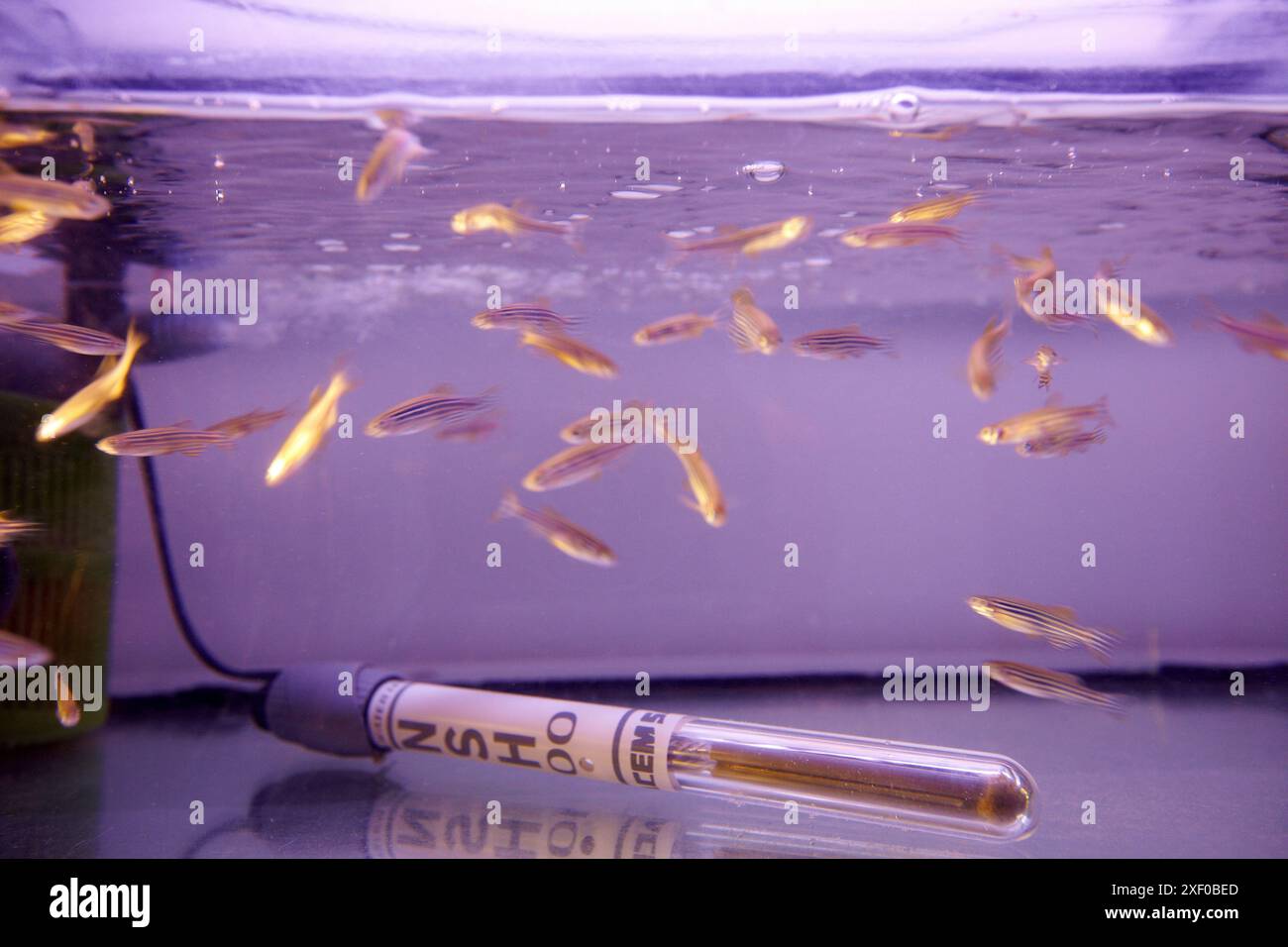 Aquarium for zebrafish, aquatic habitats, ecotoxicity and biocide test ...